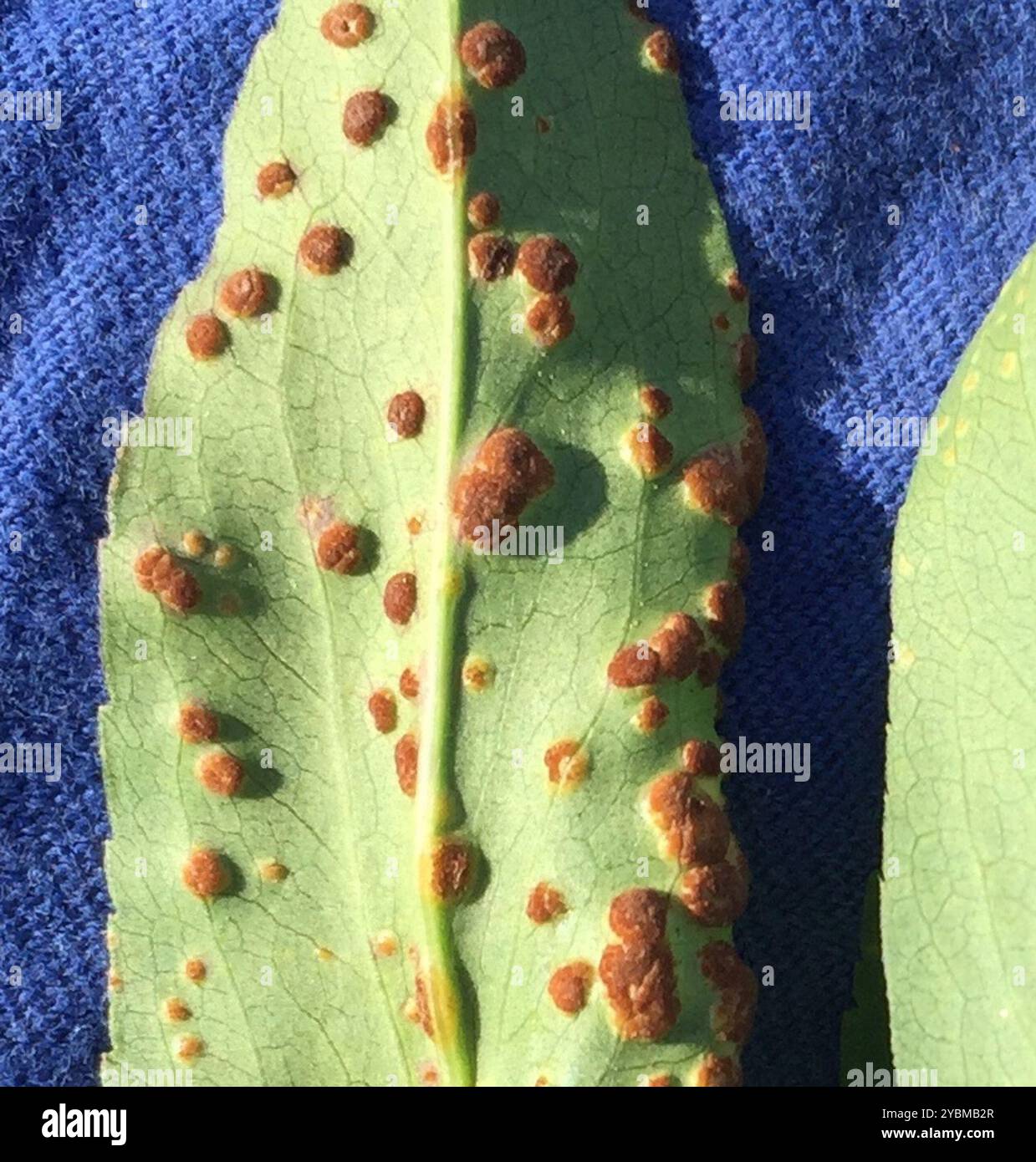 rust fungi (Pucciniales) Fungi Stock Photo - Alamy