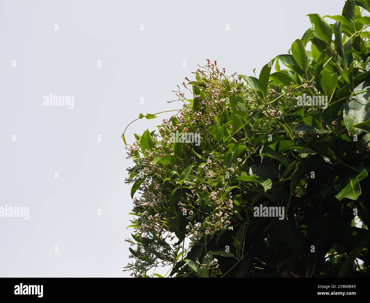 skunk vine (Paederia foetida) Plantae Stock Photo - Alamy