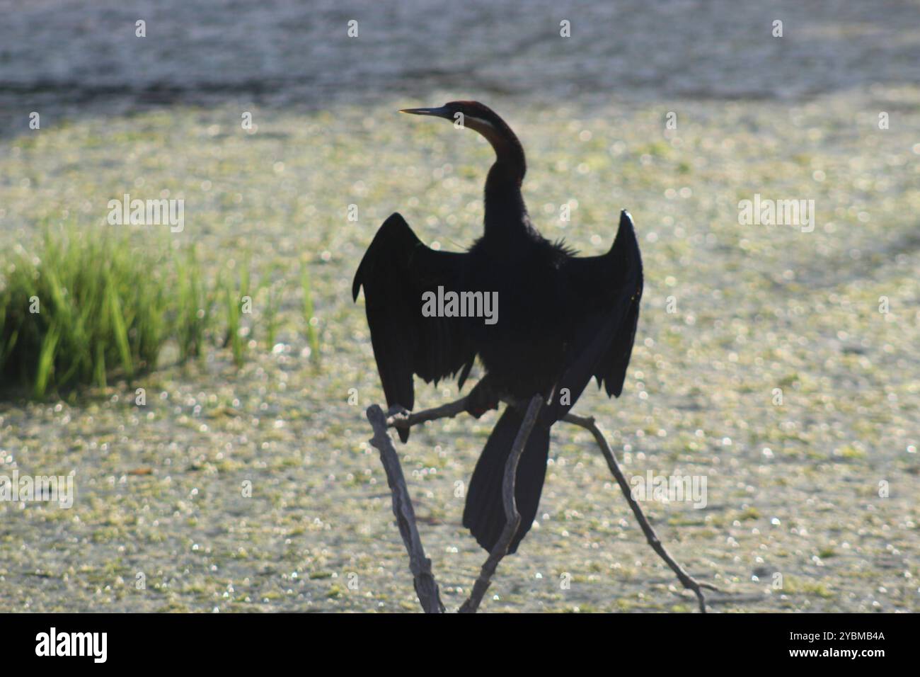 Mainland African Darter (Anhinga rufa rufa) Aves Stock Photo - Alamy