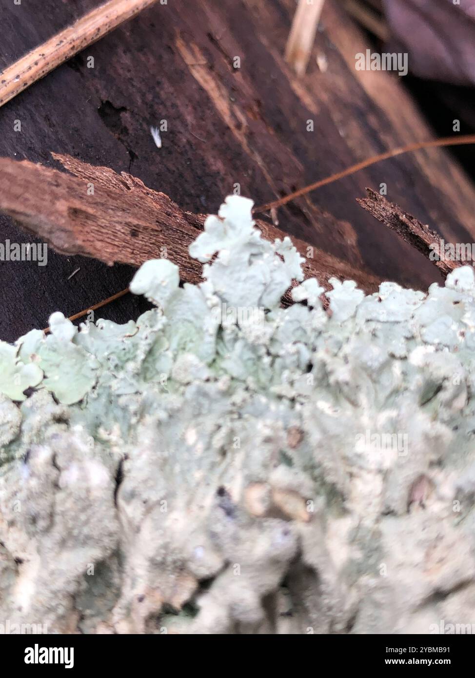 typical shield lichens (Parmelioideae) Fungi Stock Photo - Alamy