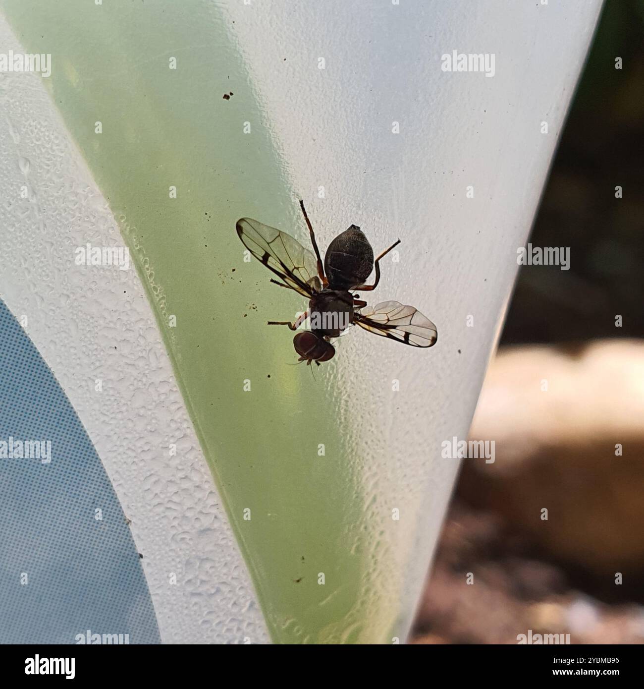 Boatman Fly (Pogonortalis doclea) Insecta Stock Photo - Alamy