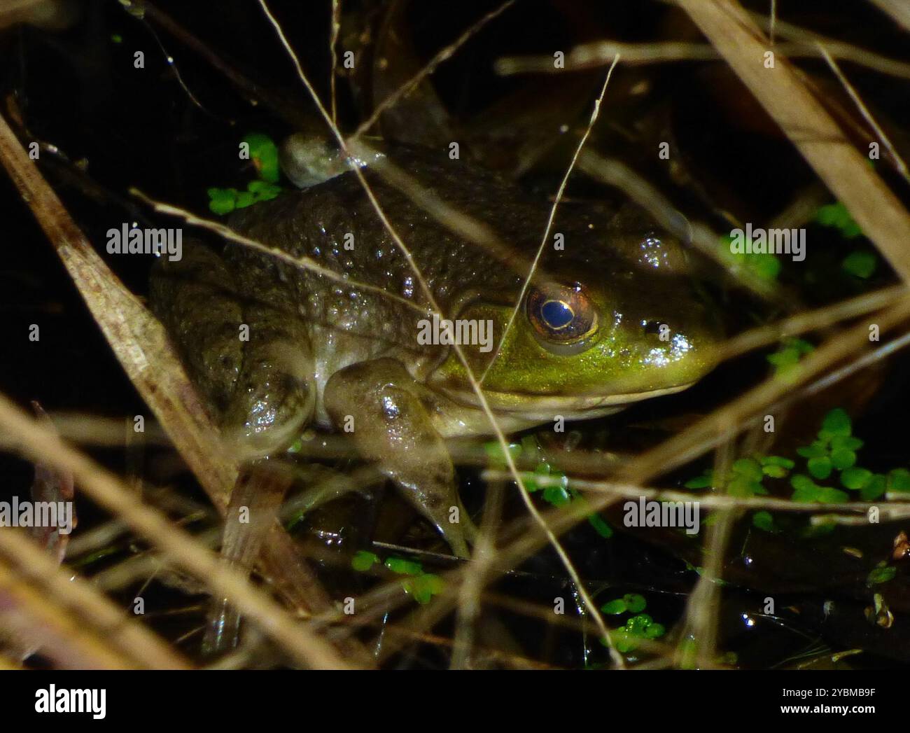 American Bullfrog (Lithobates catesbeianus) Amphibia Stock Photo - Alamy