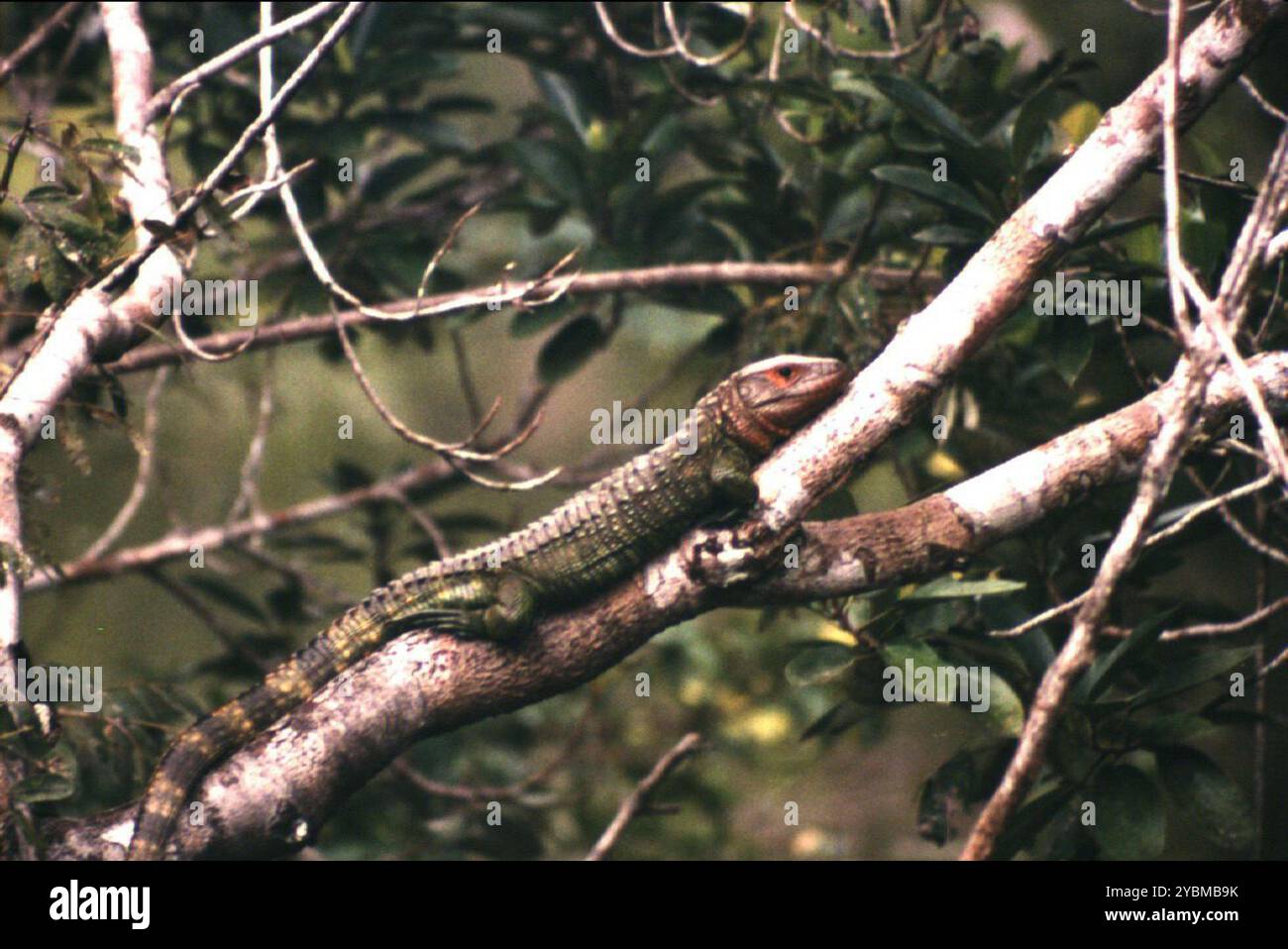 Northern Caiman Lizard (Dracaena guianensis) Reptilia Stock Photo - Alamy