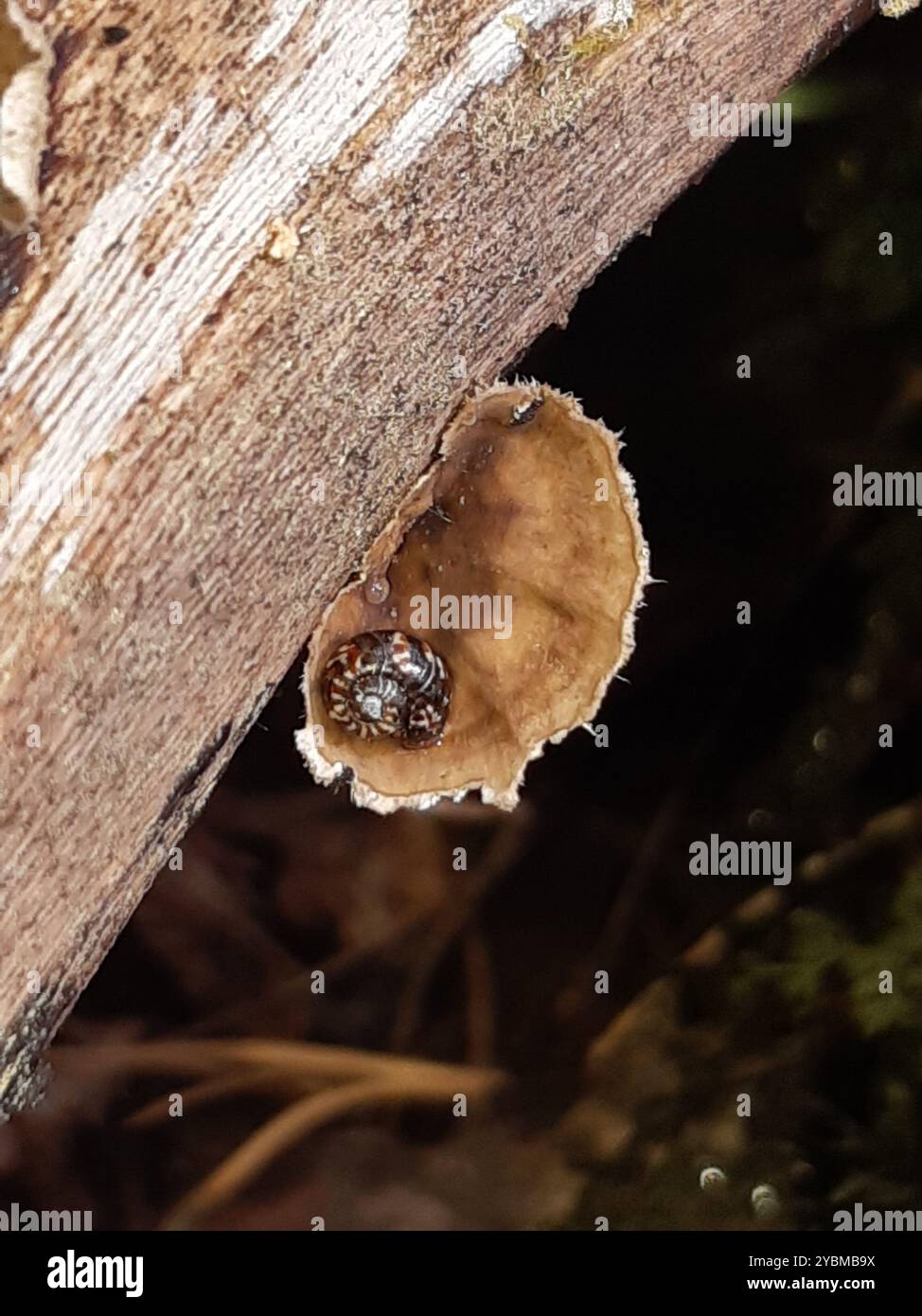 (Stereum vellereum) Fungi Stock Photo - Alamy