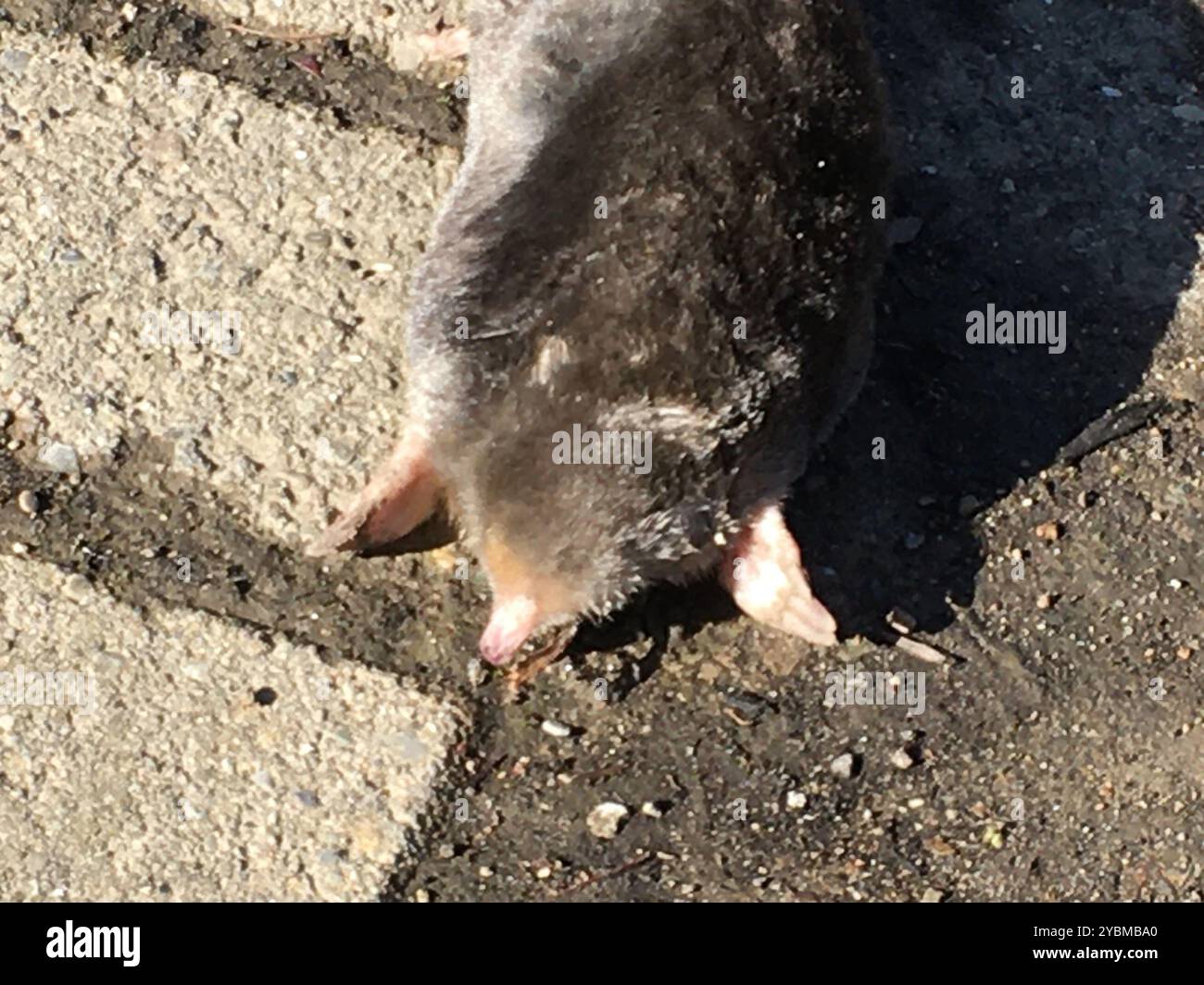Eastern Mole (Scalopus aquaticus) Mammalia Stock Photo - Alamy