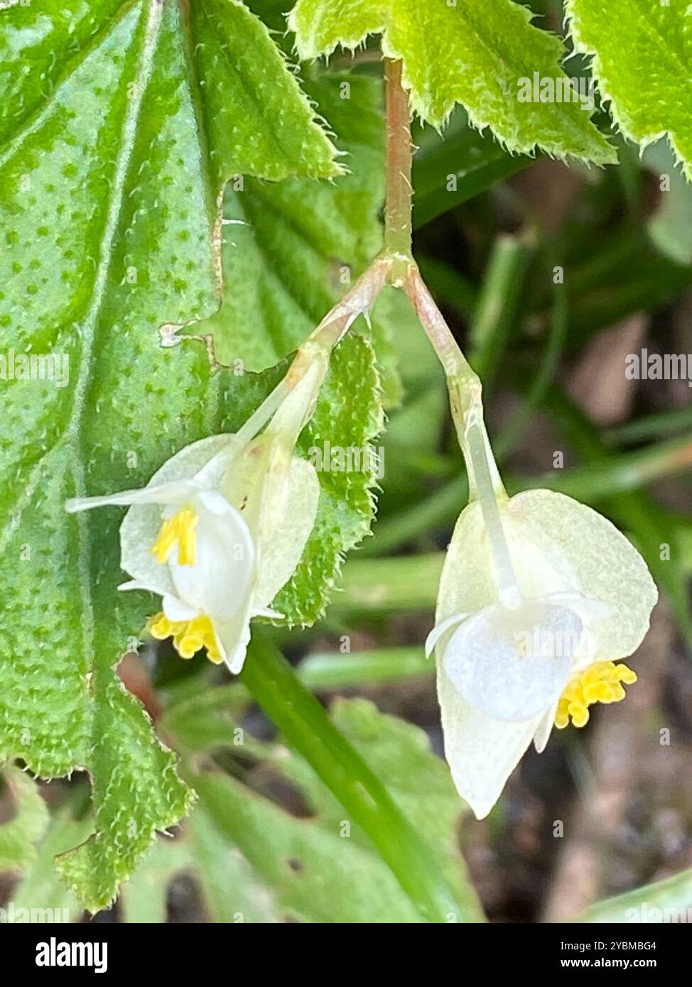 Shining begonia hi-res stock photography and images - Alamy