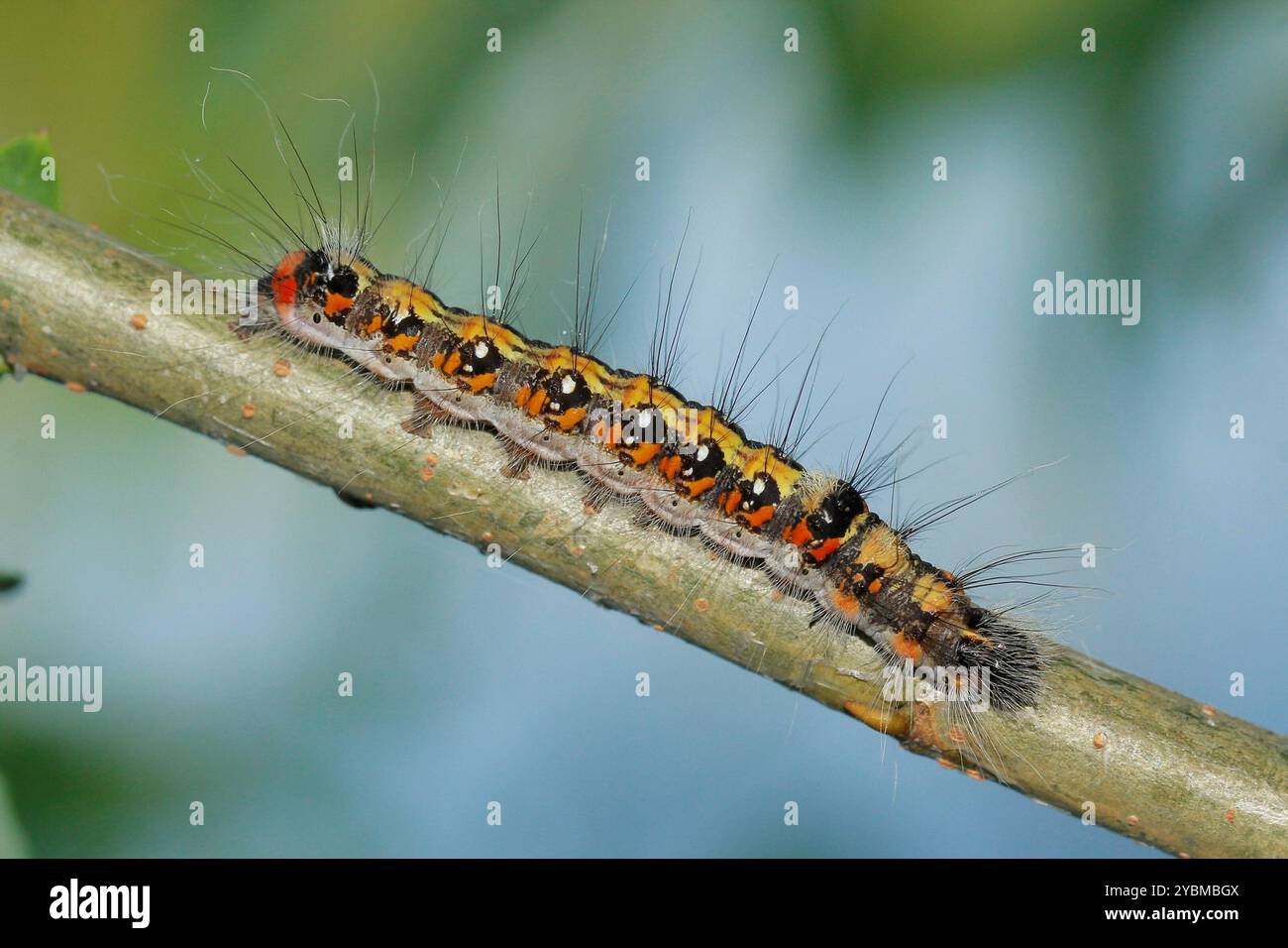 Acronicta tridens hi-res stock photography and images - Alamy