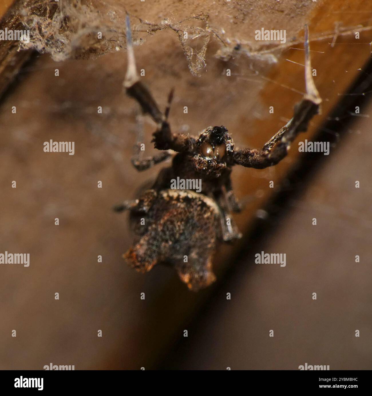 Feather-legged Spiders (Uloborus) Arachnida Stock Photo - Alamy