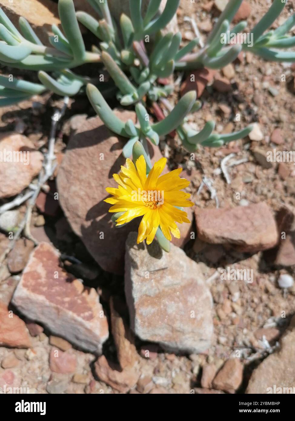 rocky point ice plant (Malephora lutea) Plantae Stock Photo - Alamy