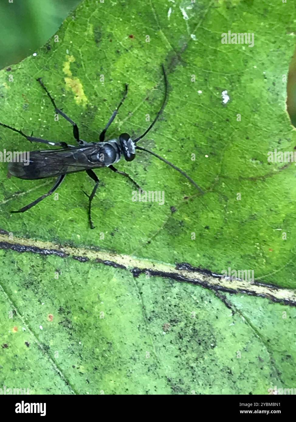 Spider Wasps (Pompilidae) Insecta Stock Photo - Alamy