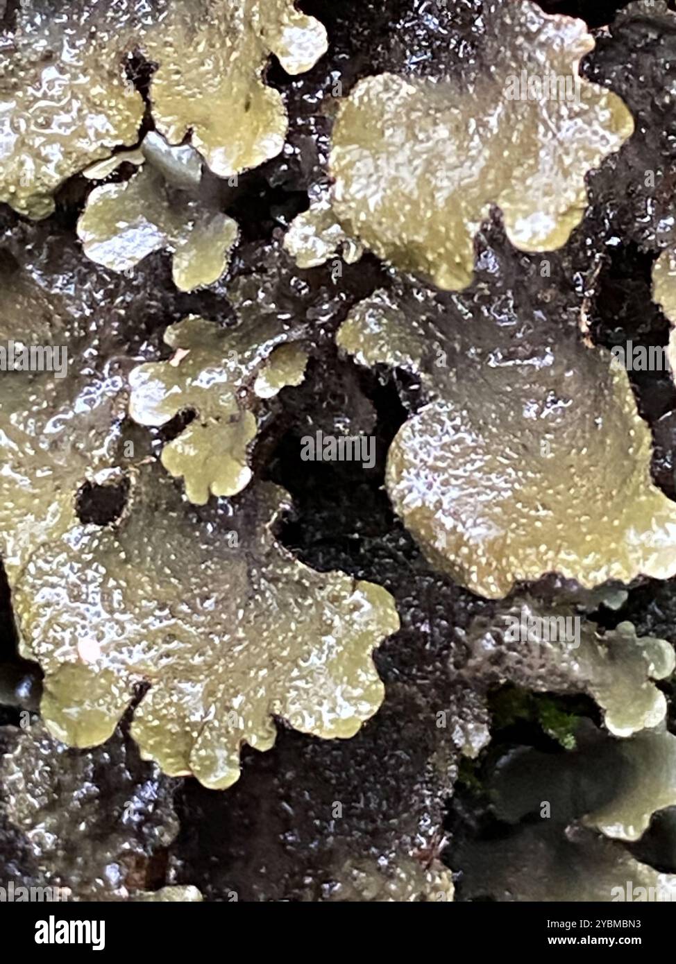 Moon Lichens (Sticta) Fungi Stock Photo - Alamy