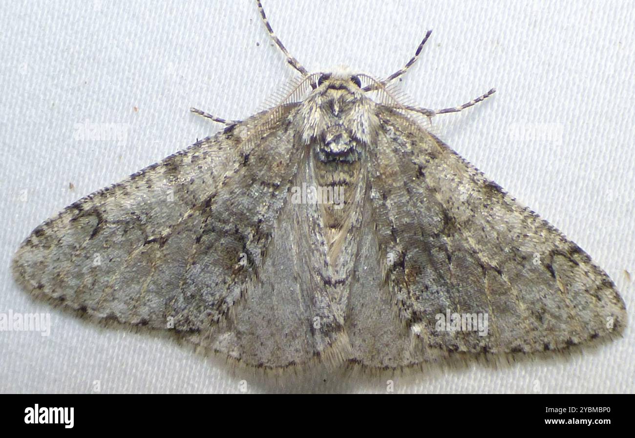 Toothed Phigalia Moth (Phigalia denticulata) Insecta Stock Photo - Alamy