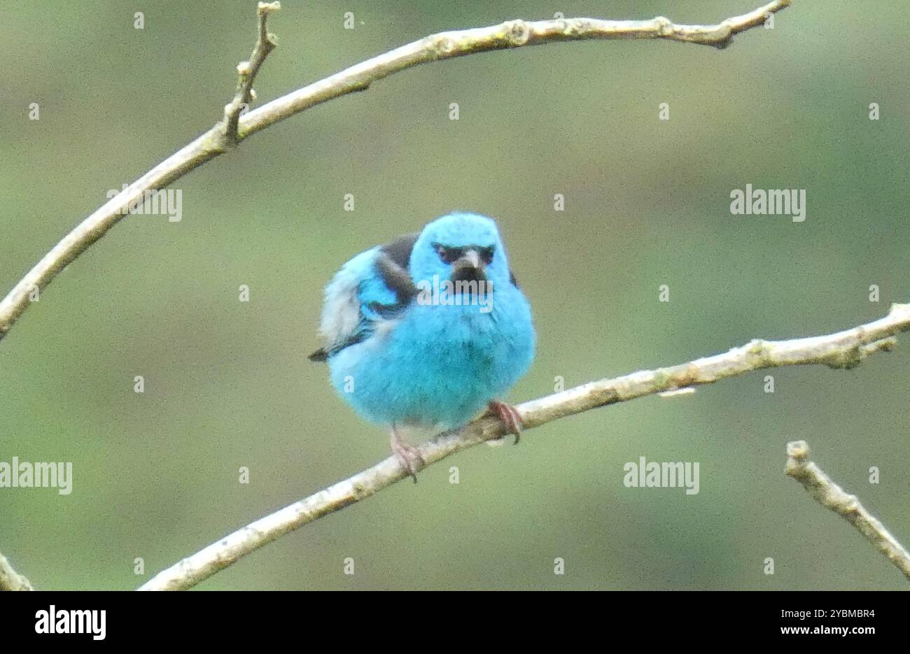 Blue Dacnis (Dacnis cayana) Aves Stock Photo - Alamy