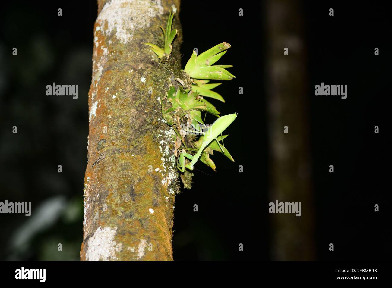 Golden Giant Asian Mantis (Hierodula membranacea) Insecta Stock Photo ...