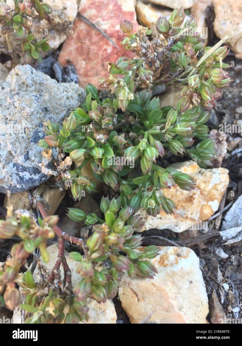 fourleaf manyseed (Polycarpon tetraphyllum) Plantae Stock Photo - Alamy