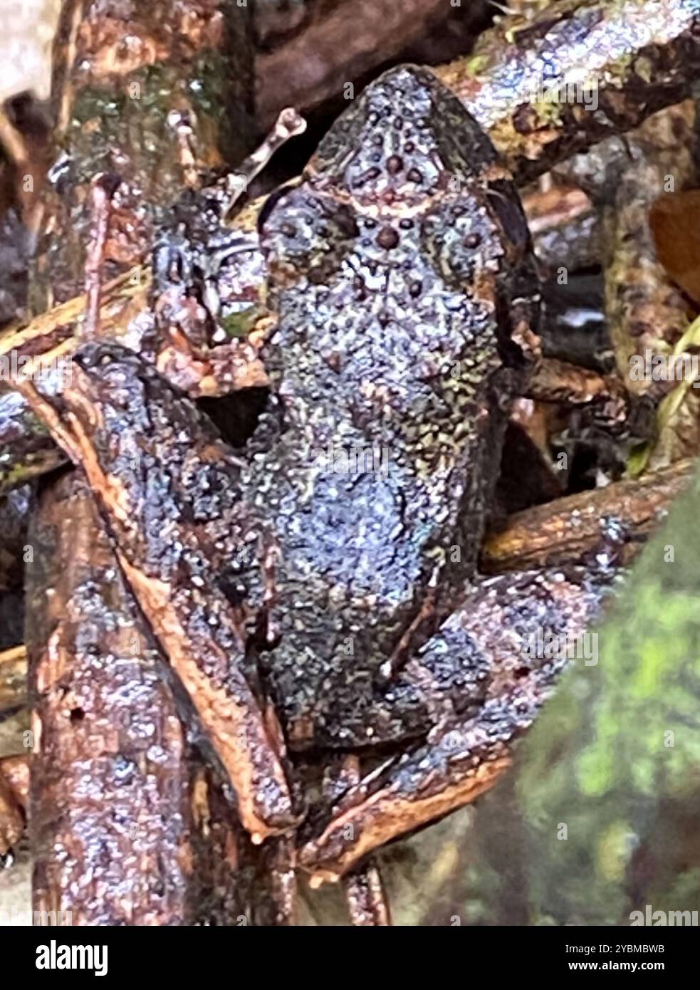 Big-headed Frogs and Robber Frogs (Ischnocnema) Amphibia Stock Photo ...