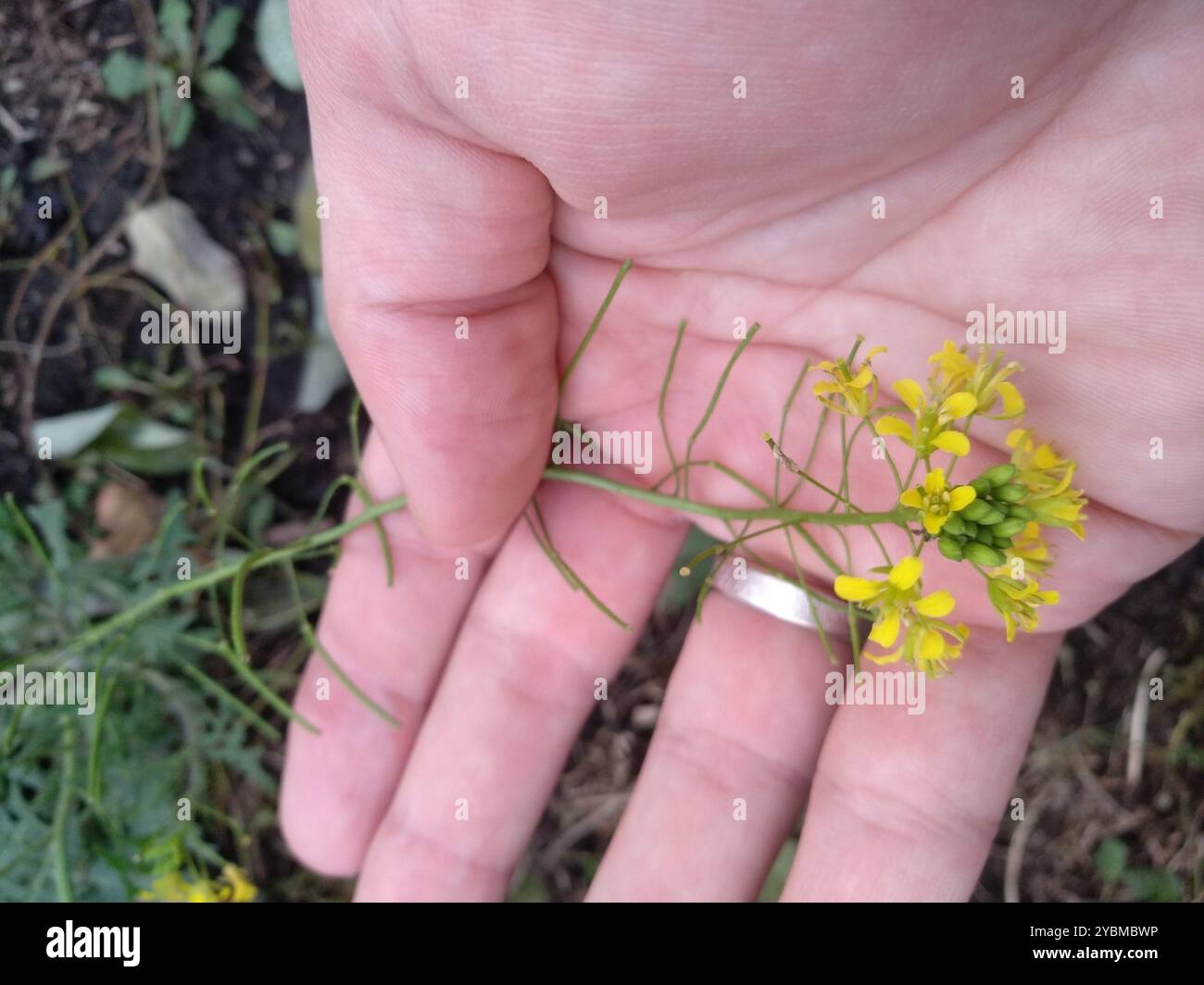 False London-rocket (Sisymbrium loeselii) Plantae Stock Photo - Alamy