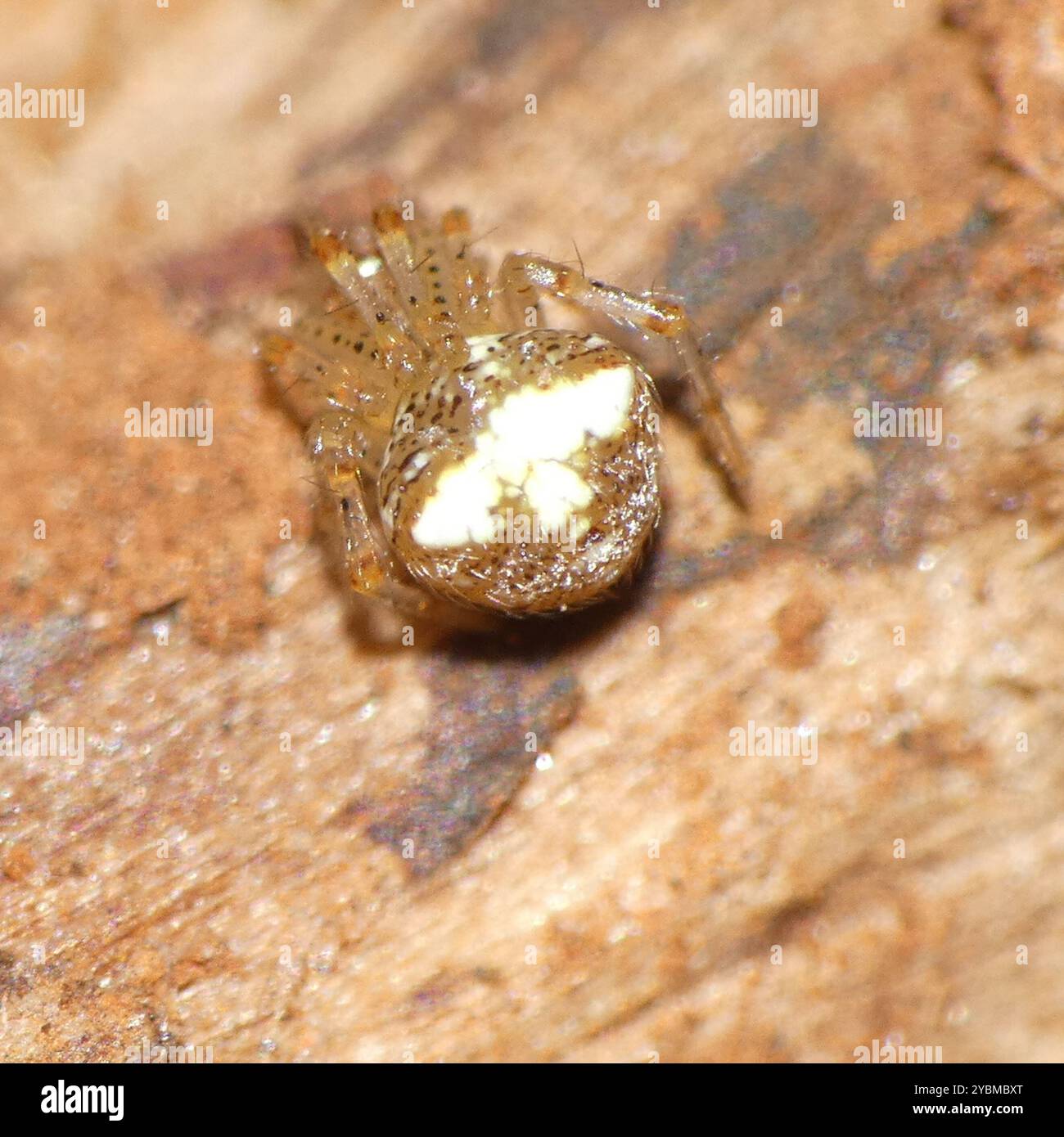 Comb-footed Spiders (Theridiidae) Arachnida Stock Photo - Alamy