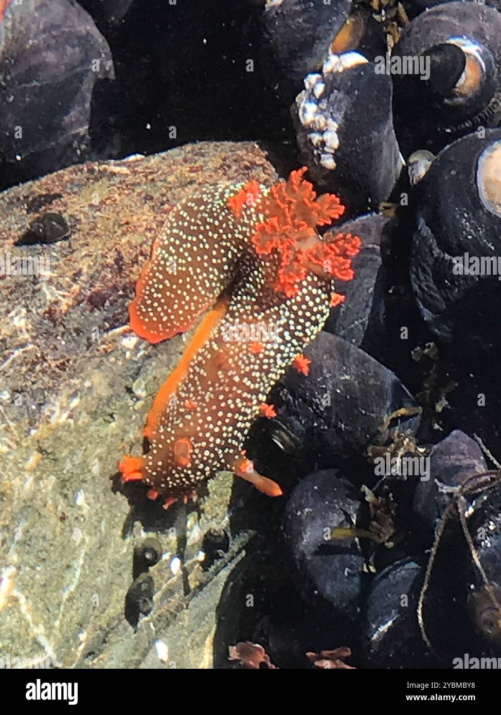 Spotted Dorid (Triopha maculata) Mollusca Stock Photo - Alamy