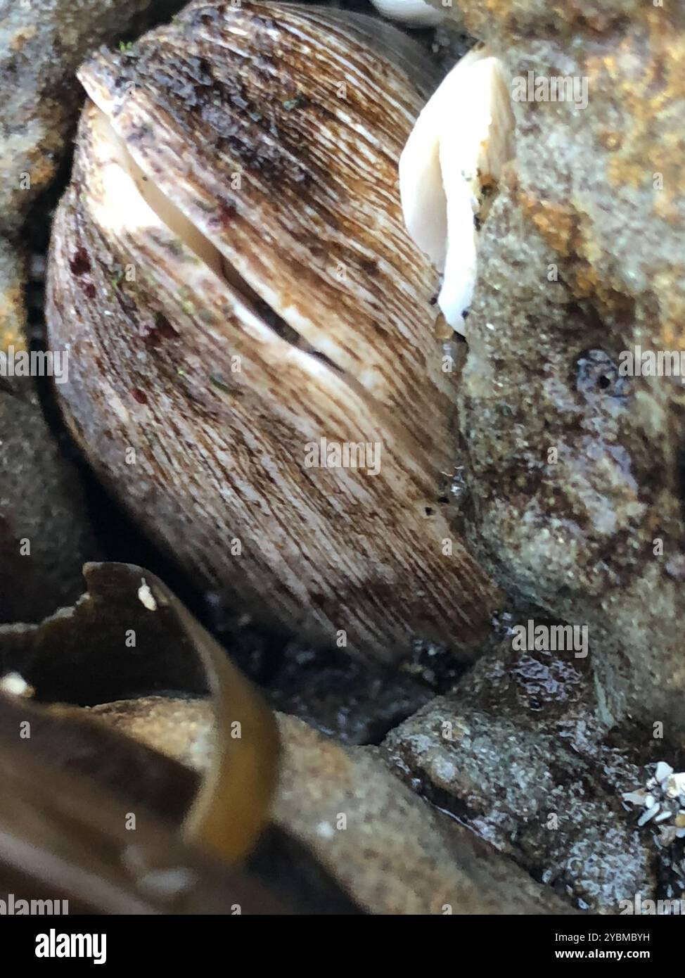 Boring Softshell Clam (Platyodon cancellatus) Mollusca Stock Photo - Alamy