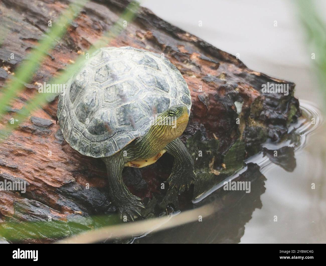 Common thread turtle (Mauremys sinensis) Reptilia Stock Photo - Alamy