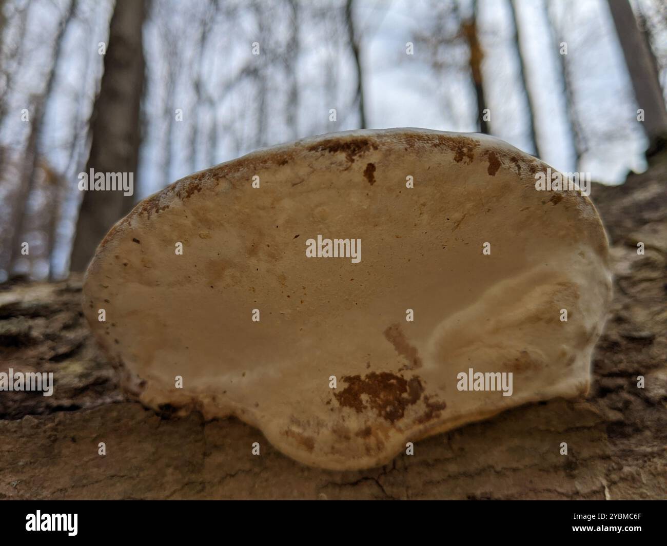 (Ganoderma megaloma) Fungi Stock Photo - Alamy