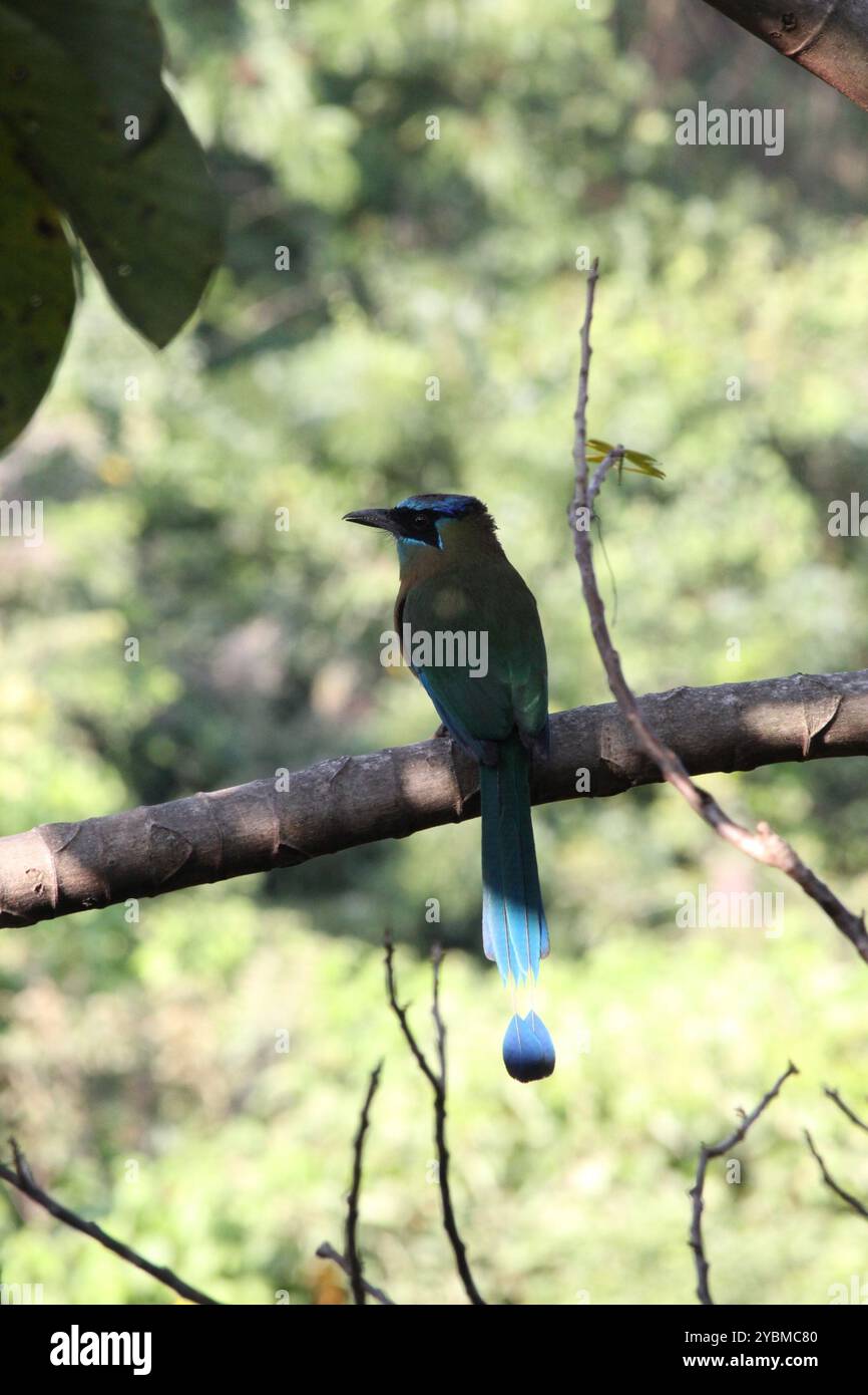 Lesson's Motmot (Momotus lessonii) Aves Stock Photo - Alamy