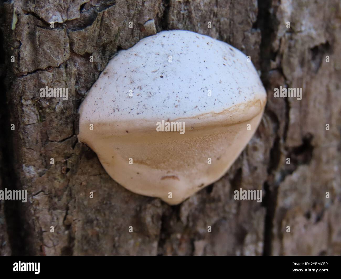 (Ganoderma megaloma) Fungi Stock Photo - Alamy