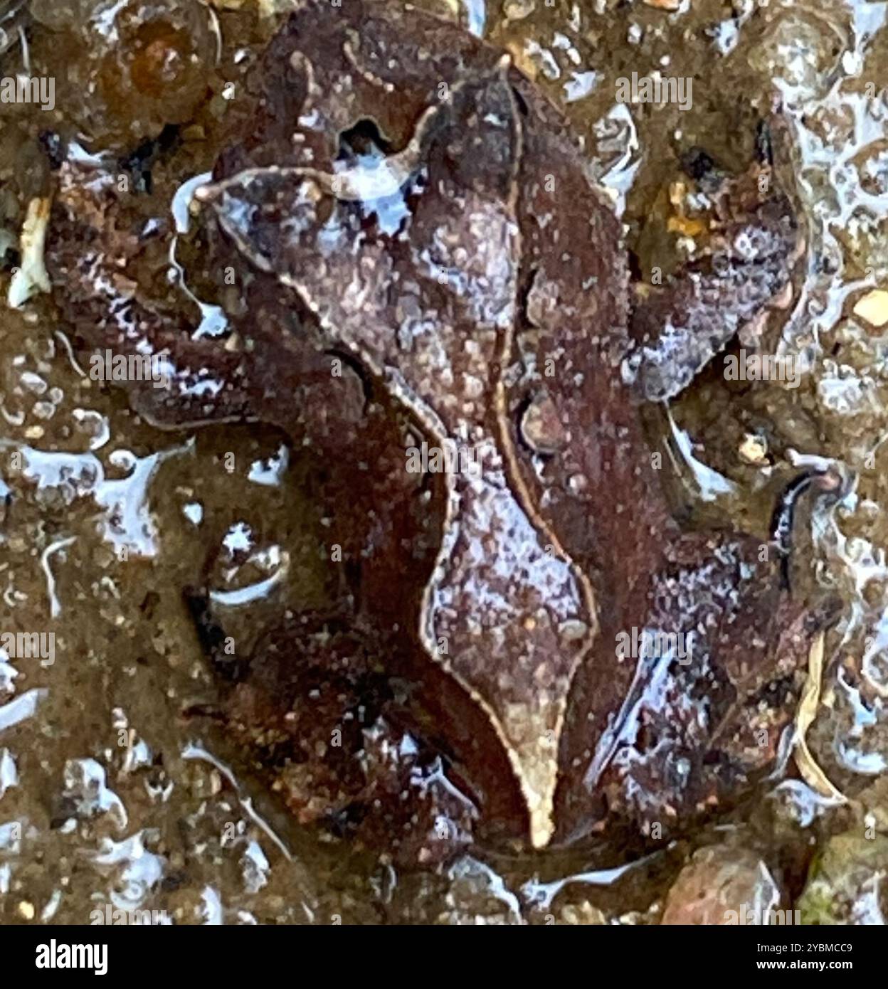 Smooth-horned Frogs (Proceratophrys) Amphibia Stock Photo - Alamy