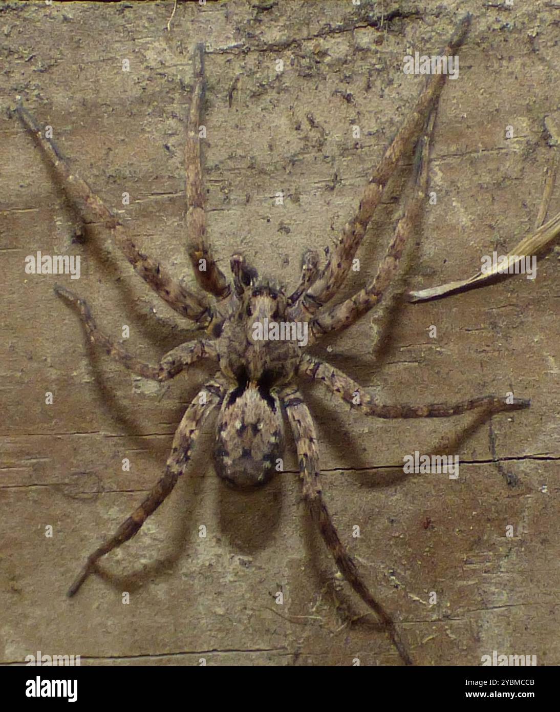 Wolf Spiders (Lycosidae) Arachnida Stock Photo - Alamy