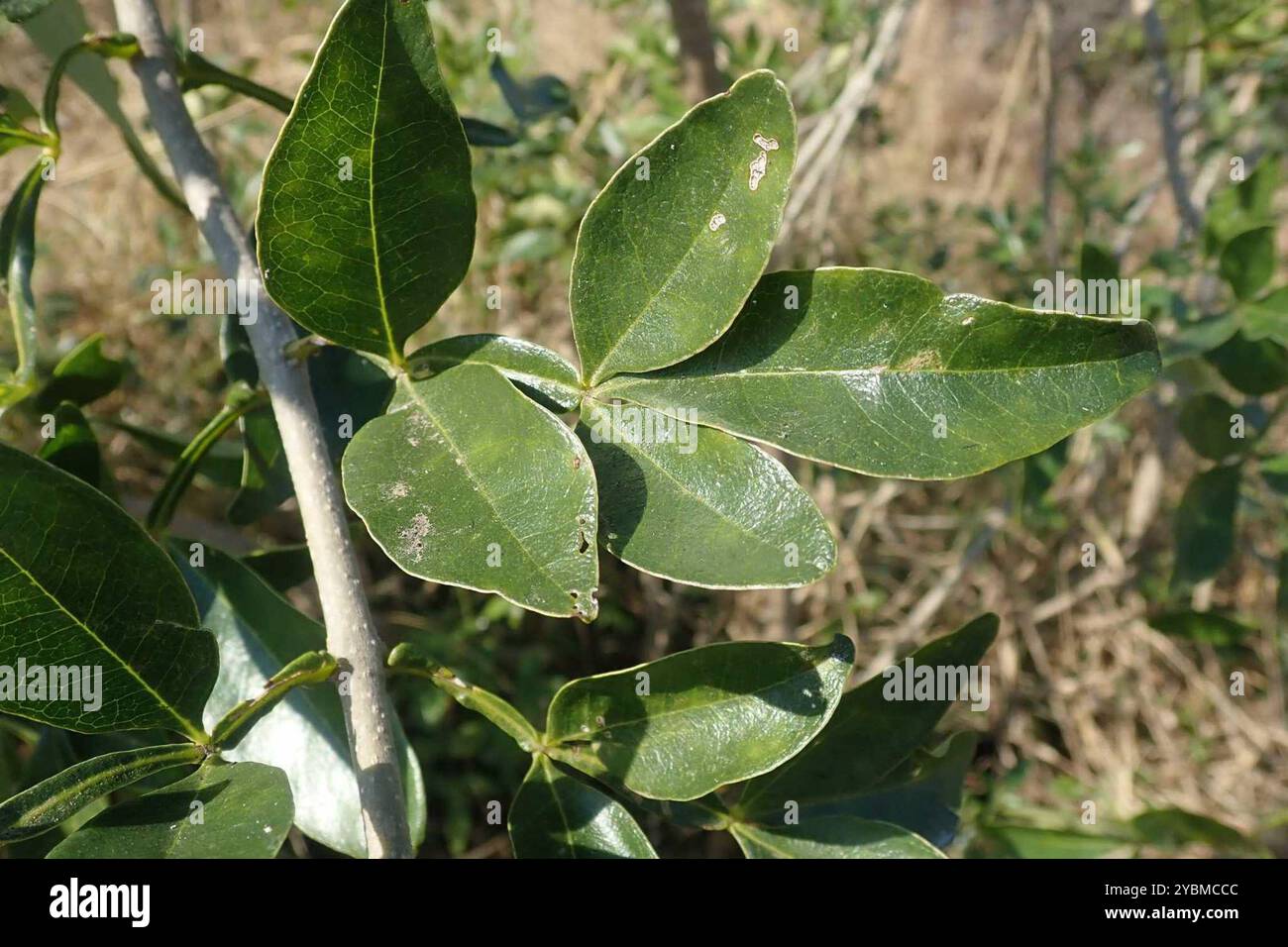 Wing-Leaved Wooden-Pea (Schrebera alata) Plantae Stock Photo - Alamy