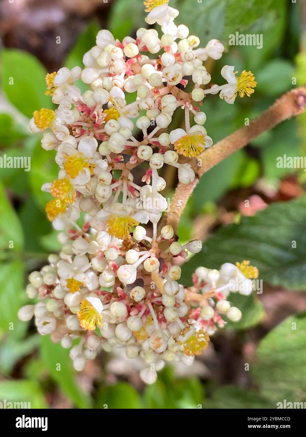 vascular plants (Tracheophyta) Plantae Stock Photo - Alamy