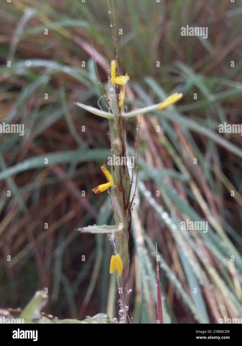 thatching grass (Hyparrhenia hirta) Plantae Stock Photo - Alamy