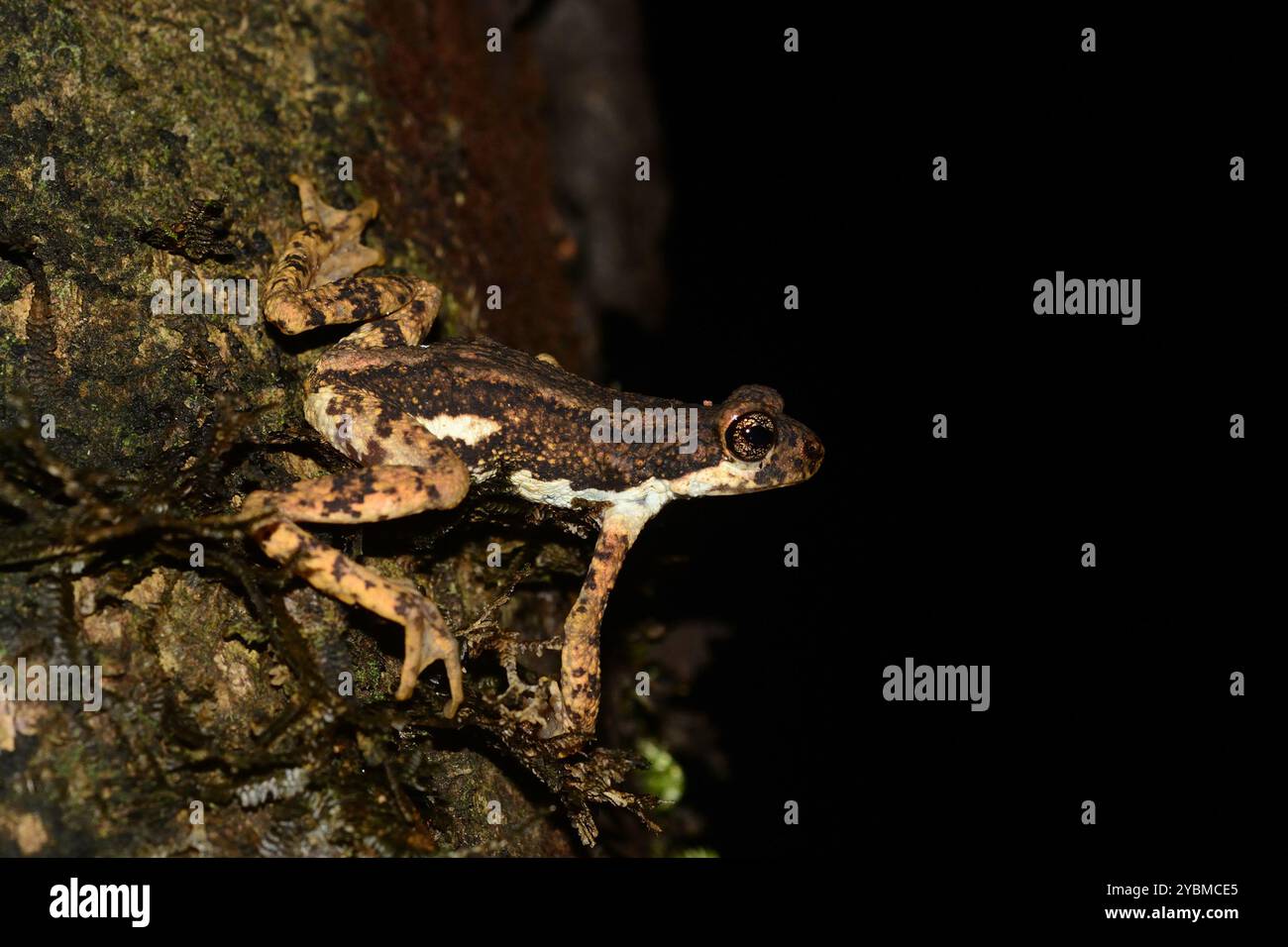 Malabar Tree Toad (Pedostibes tuberculosus) Amphibia Stock Photo - Alamy