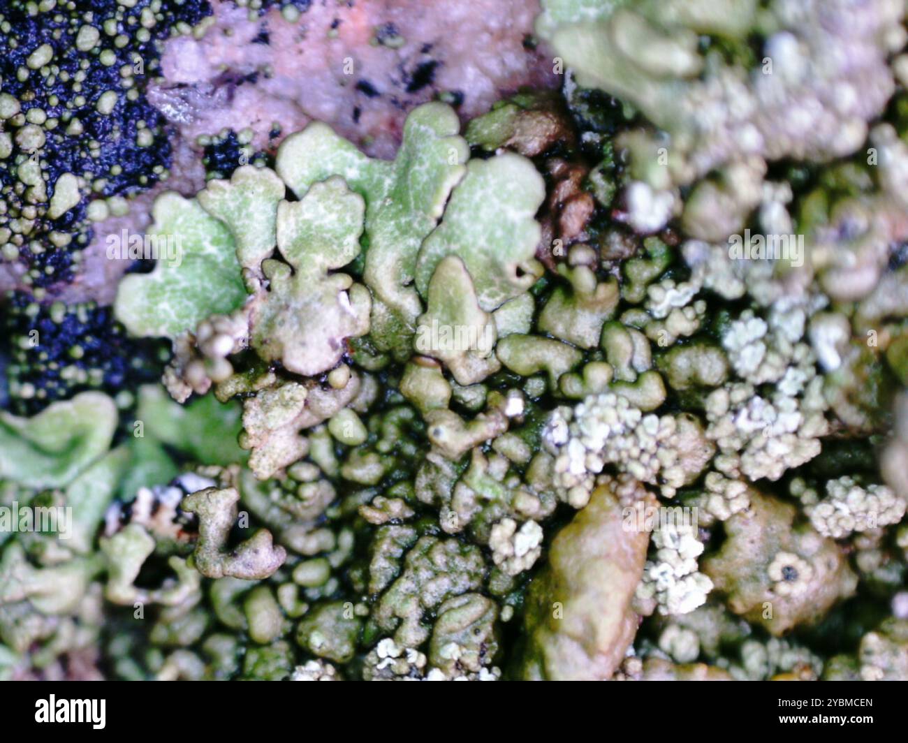 Loxodes hi-res stock photography and images - Alamy