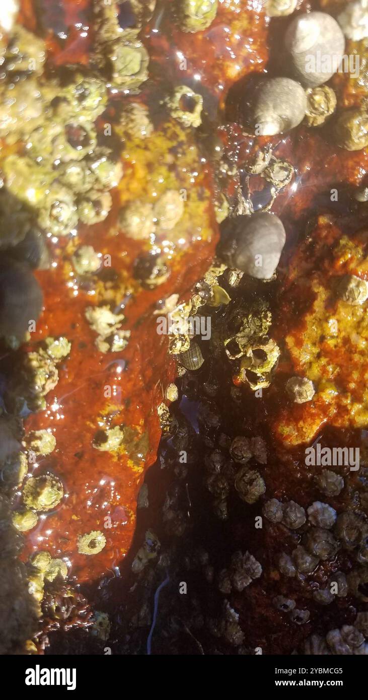 encrusting red algae (Hildenbrandia) Plantae Stock Photo - Alamy