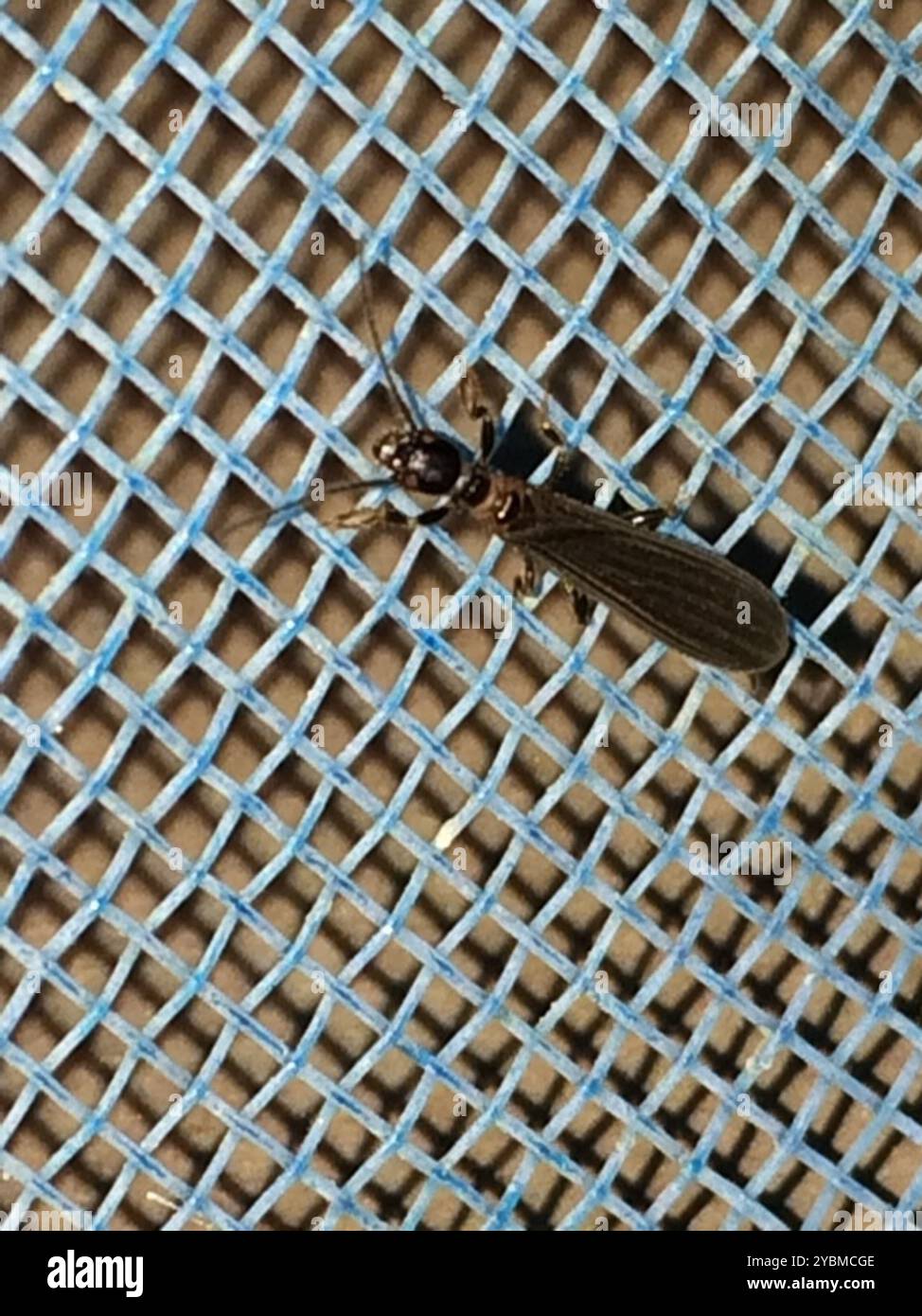 Webspinners (Embioptera) Insecta Stock Photo - Alamy