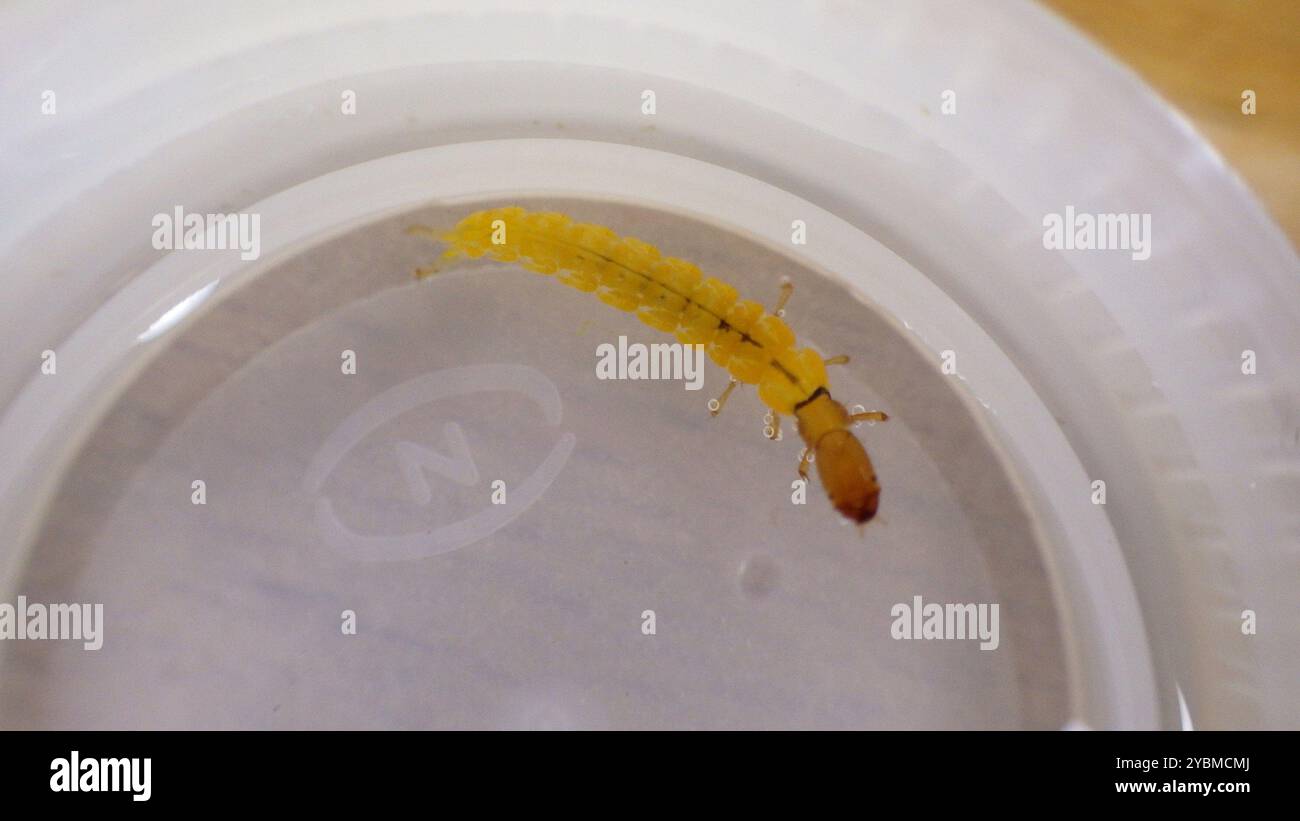 Little Black Caddisflies (Chimarra) Insecta Stock Photo - Alamy