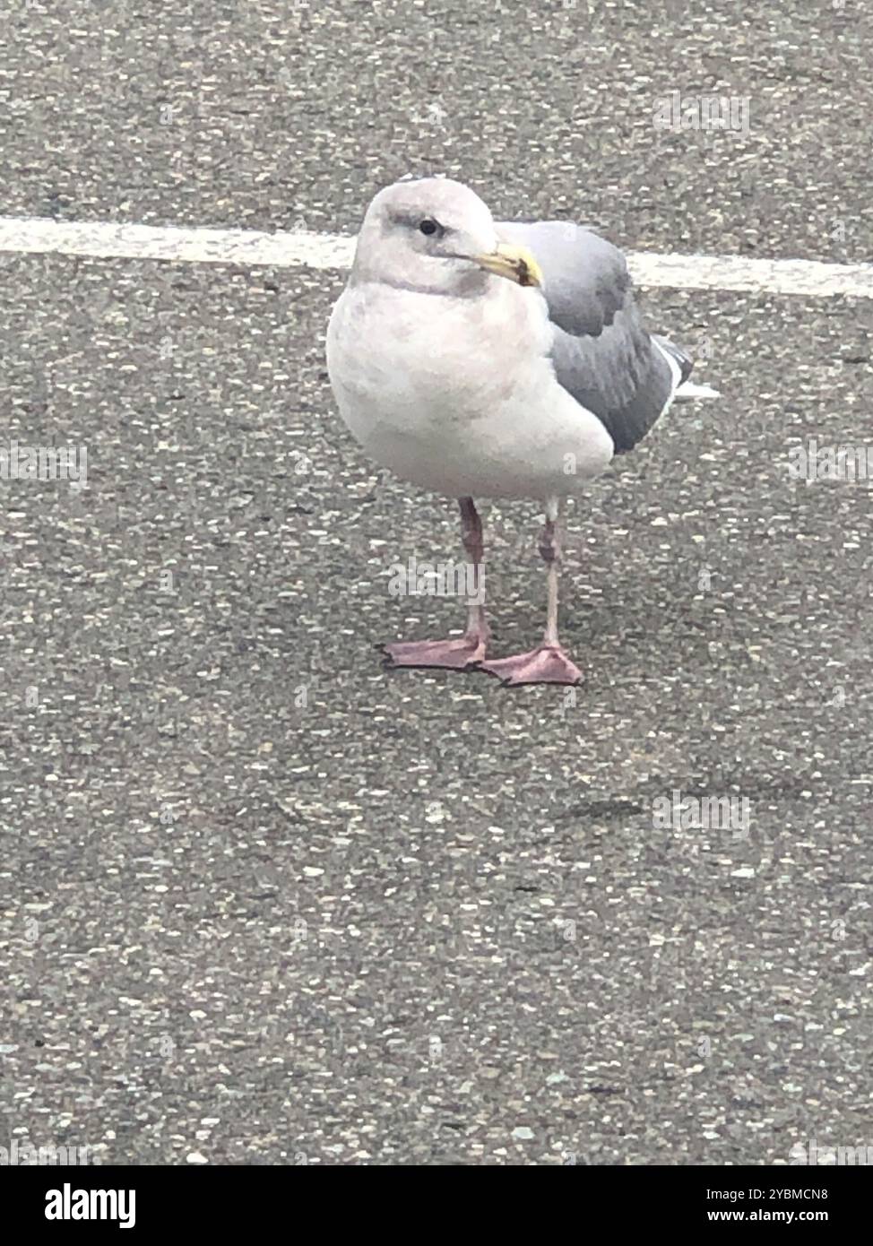 Olympic Gull (Larus glaucescens × occidentalis) Aves Stock Photo - Alamy