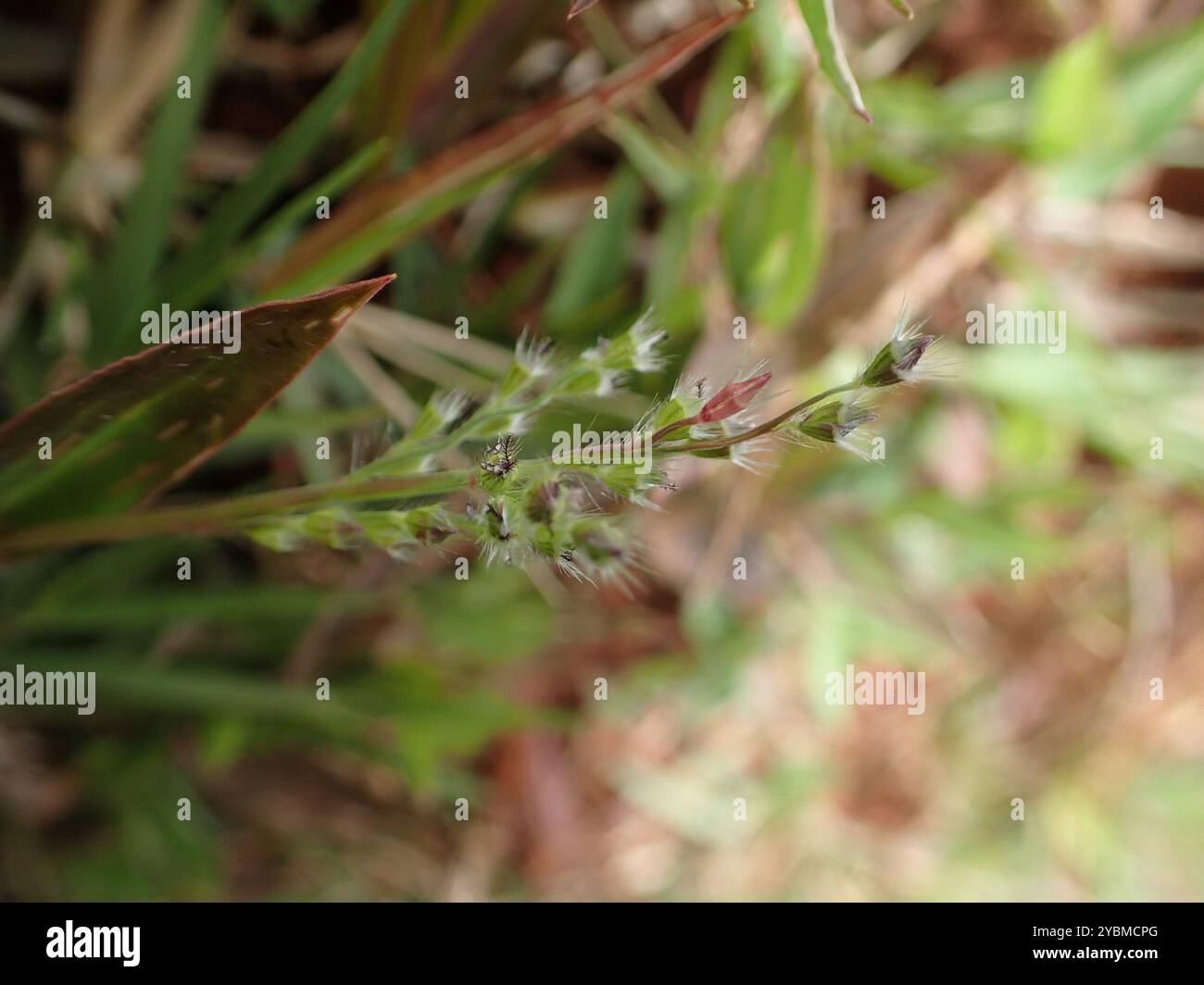 (Brachiaria subrostrata) Plantae Stock Photo - Alamy