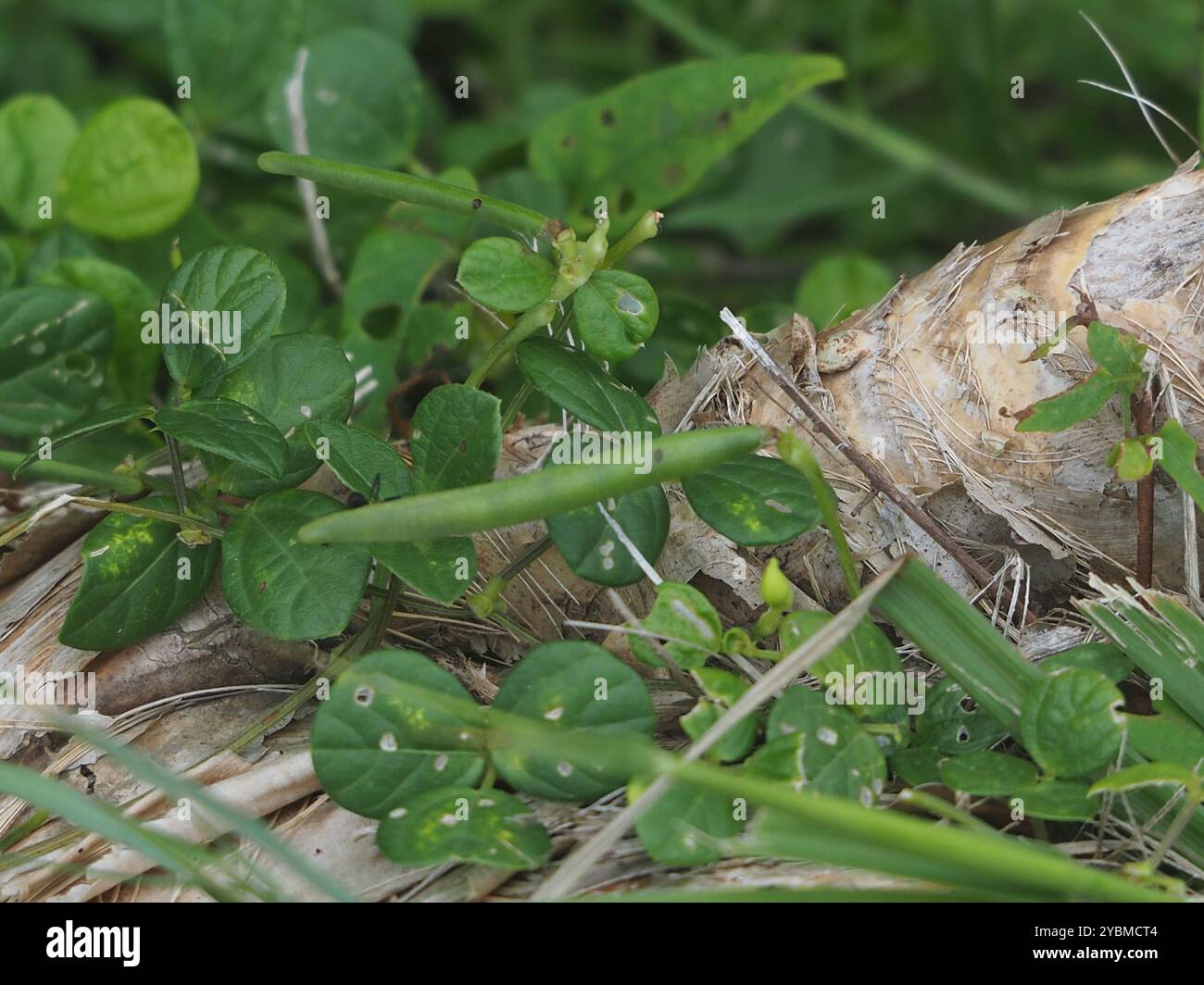 smallest bean (Vigna minima) Plantae Stock Photo - Alamy