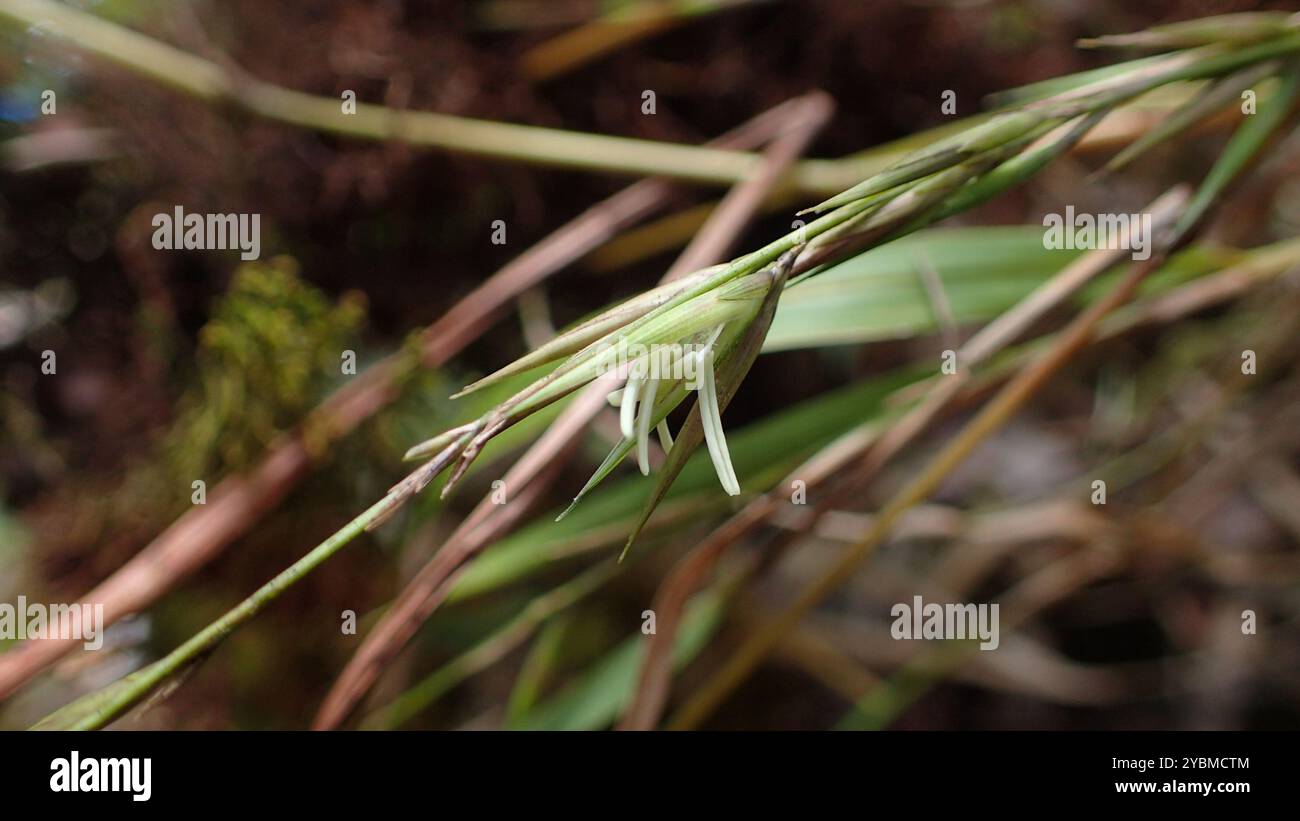 Nastus hi-res stock photography and images - Alamy