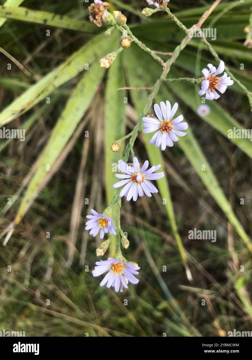 Scaleleaf Aster (Symphyotrichum adnatum) Plantae Stock Photo - Alamy