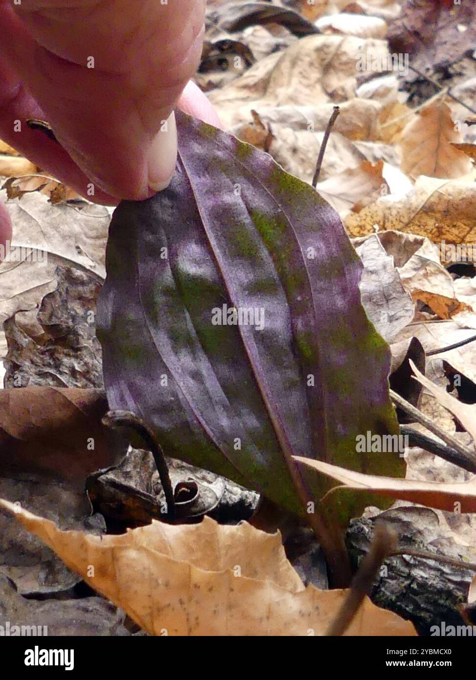 crane-fly orchid (Tipularia discolor) Plantae Stock Photo - Alamy