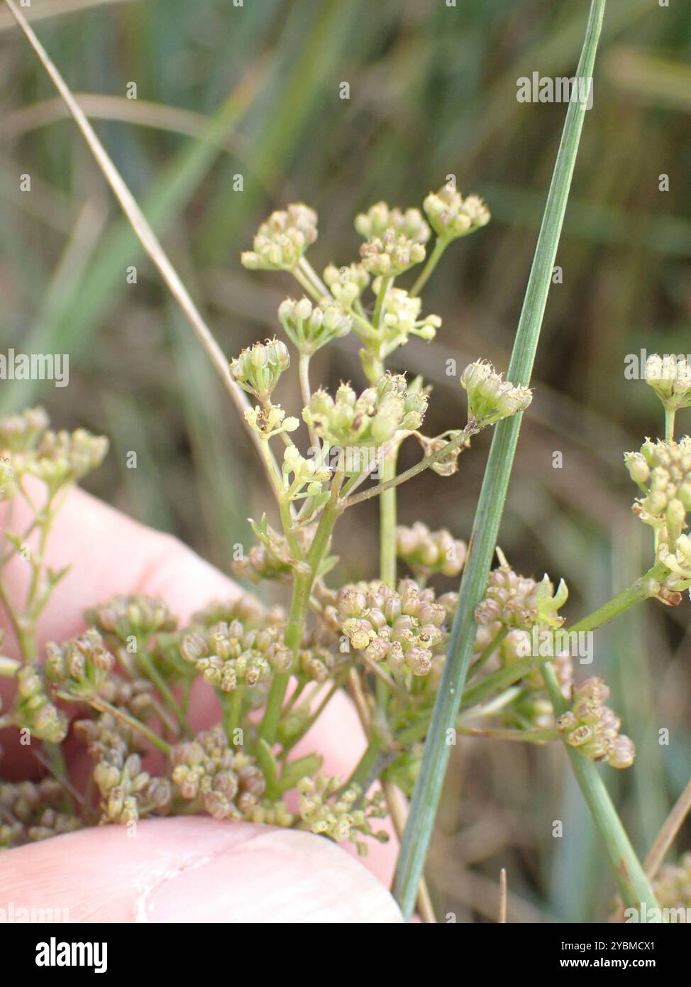 Celery (Apium graveolens) Plantae Stock Photo - Alamy
