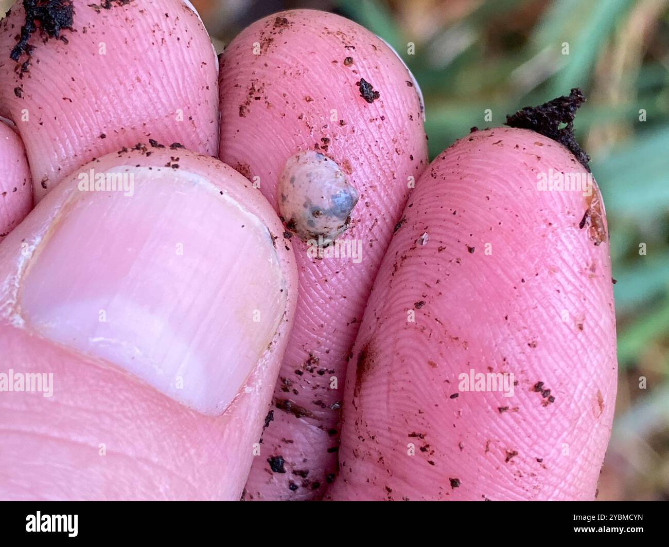 Musculium hi-res stock photography and images - Alamy