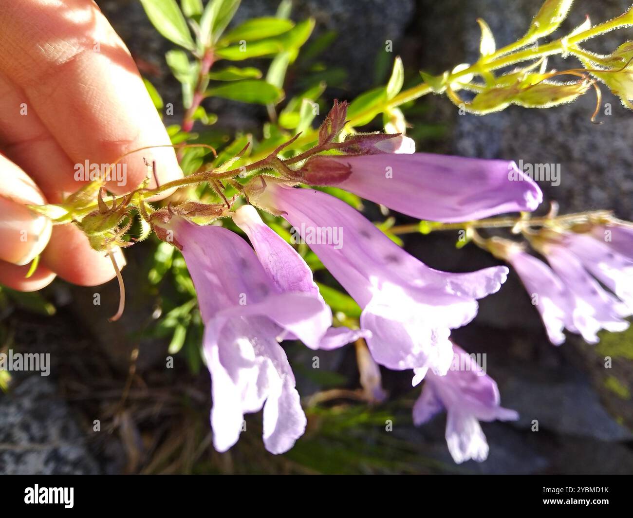 Bush Penstemon (Penstemon fruticosus) Plantae Stock Photo - Alamy