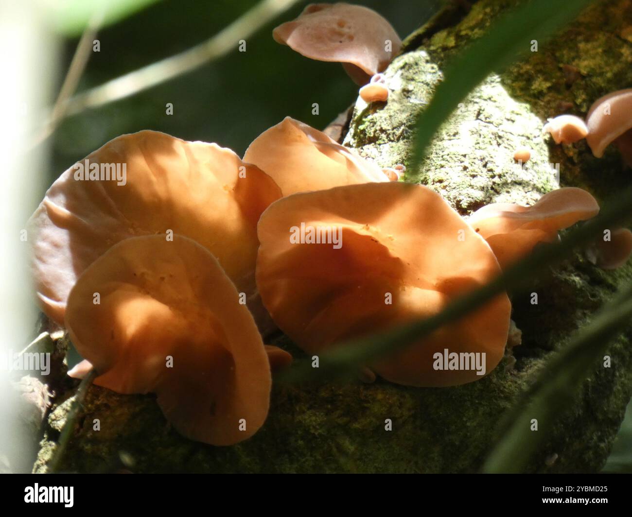 Wood ear fungi (Auricularia) Fungi Stock Photo - Alamy