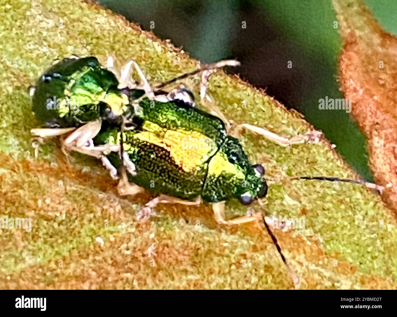 (Colaspis laeta) Insecta Stock Photo - Alamy