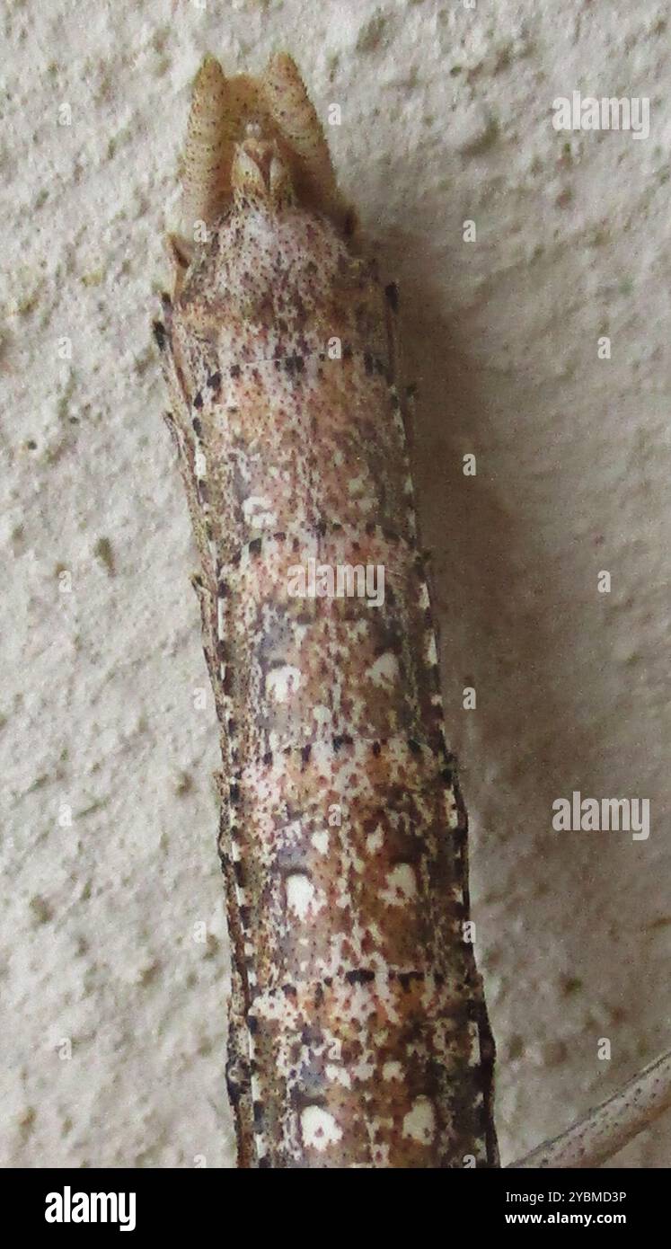 African Stick Mantises (Hoplocorypha) Insecta Stock Photo - Alamy